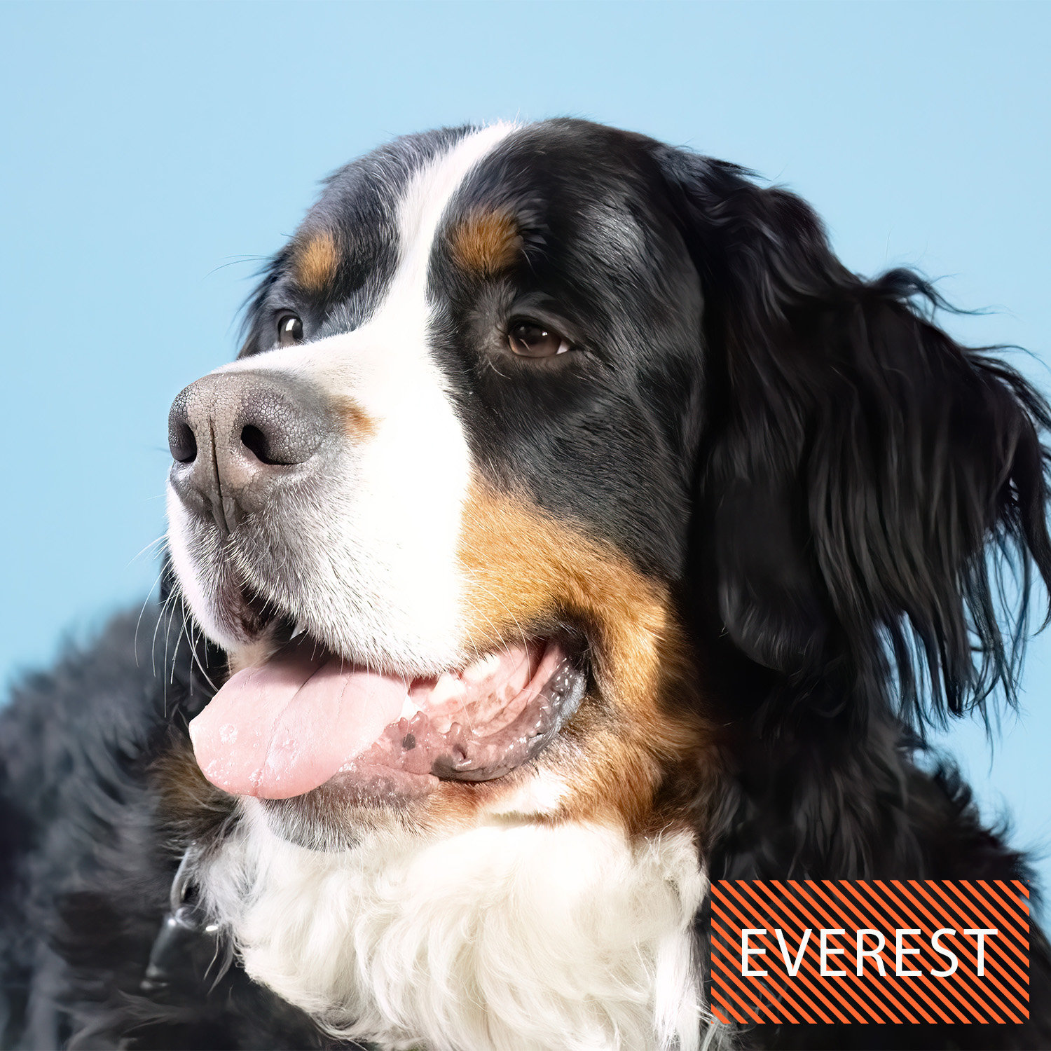 2023 POOCH RESULTS - Heidi Matson Photography