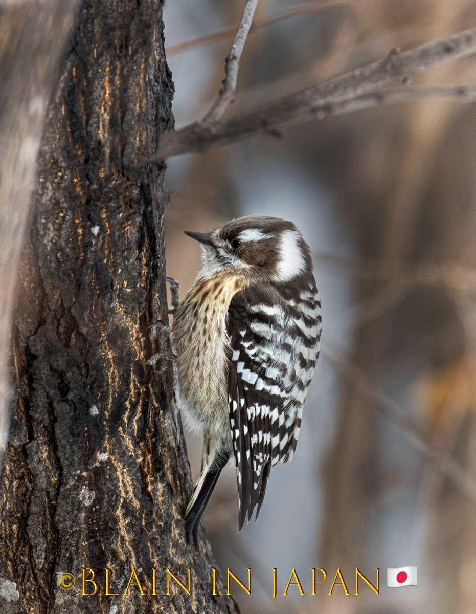 Species of Hokkaido, Japan - The Pygmy Woodpecker - JAPAN DREAMSCAPES