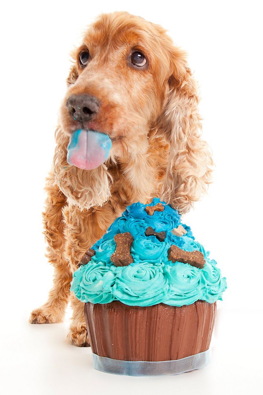 Smash Cake Photoshoot for Dogs Melbourne | Ella + Friends