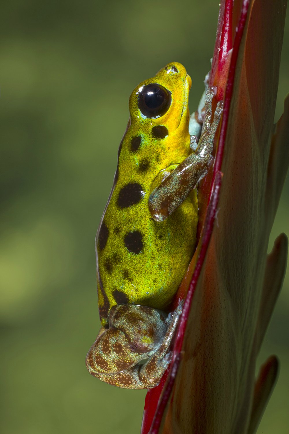 Lovable Frogs - Jim Zuckerman photography & photo tours