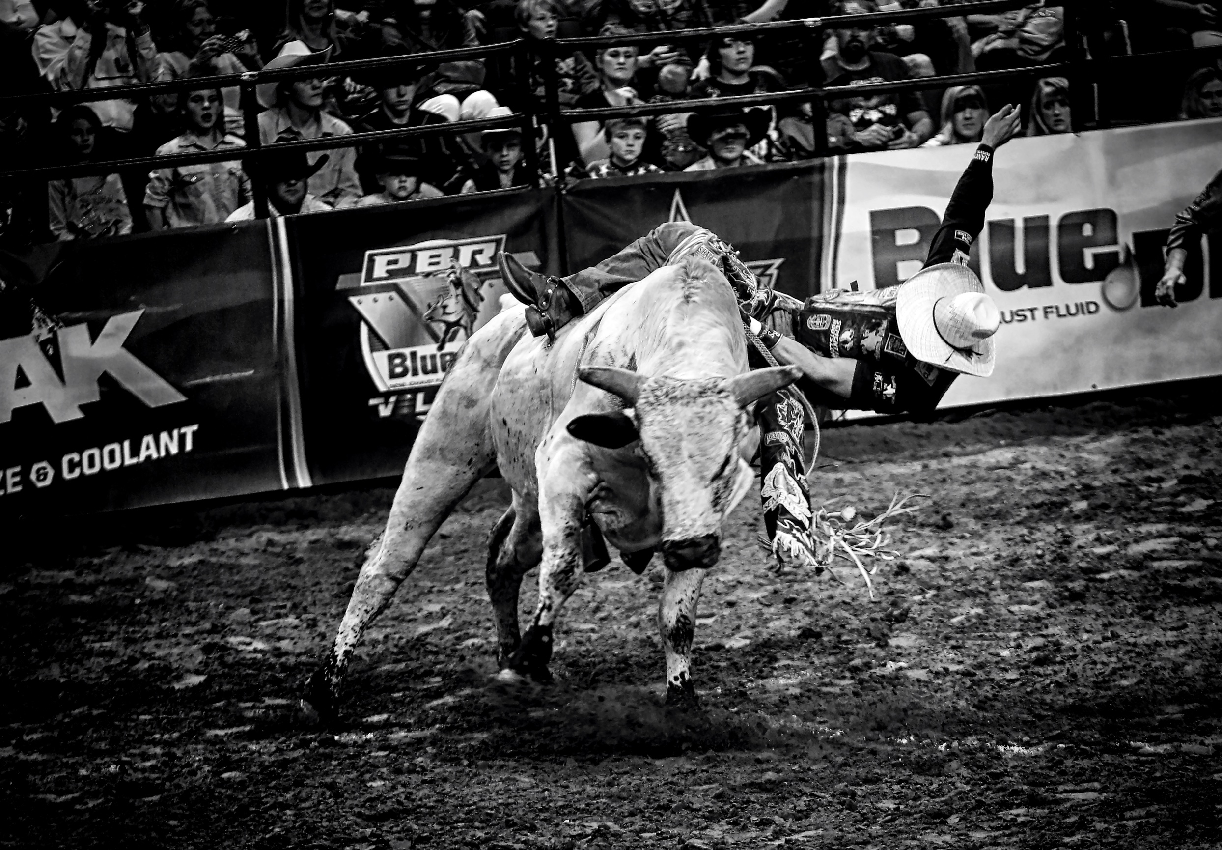 Rodeo Series | Shane Russeck Studios | Wildlife Photography