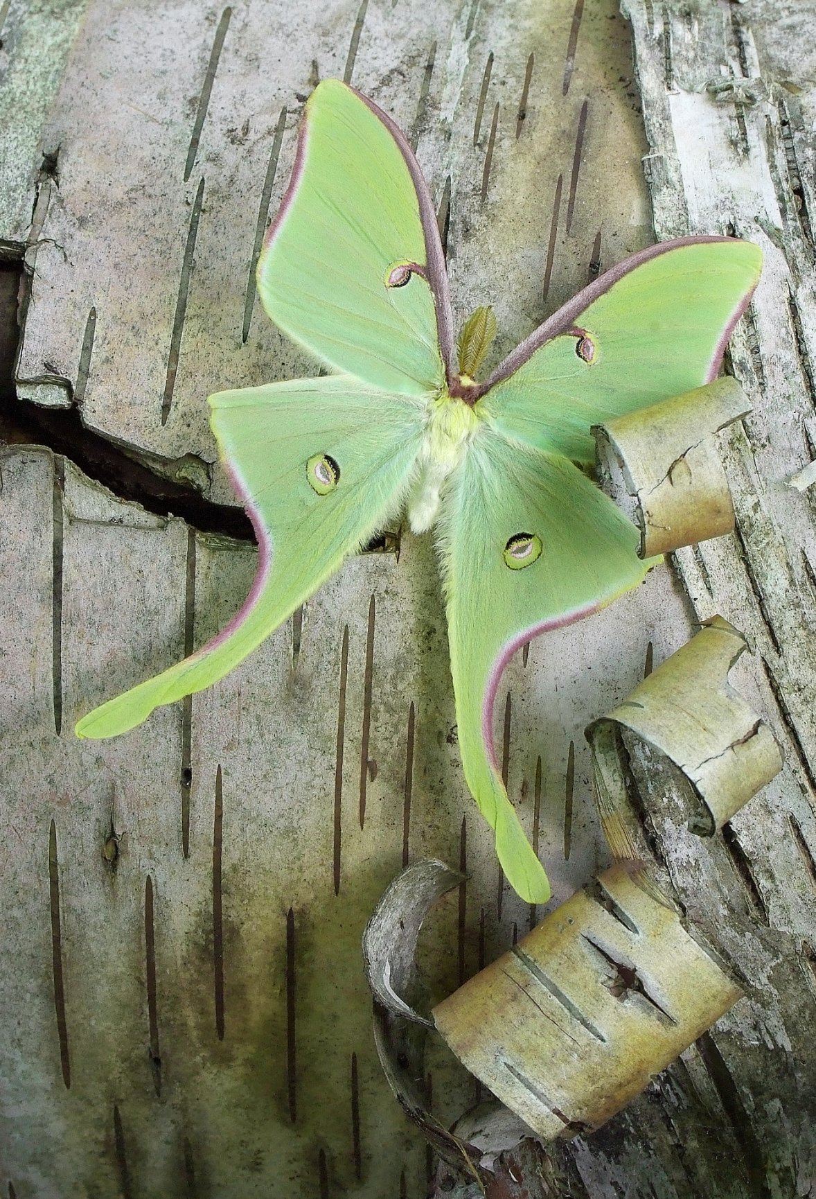 Critters by Mike Moats | Award Winning Macro Photographer | Sterling, MI