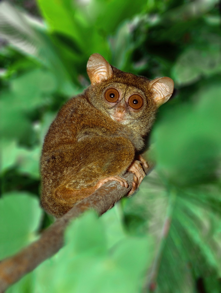 The smallest primate - Jim Zuckerman photography & photo tours