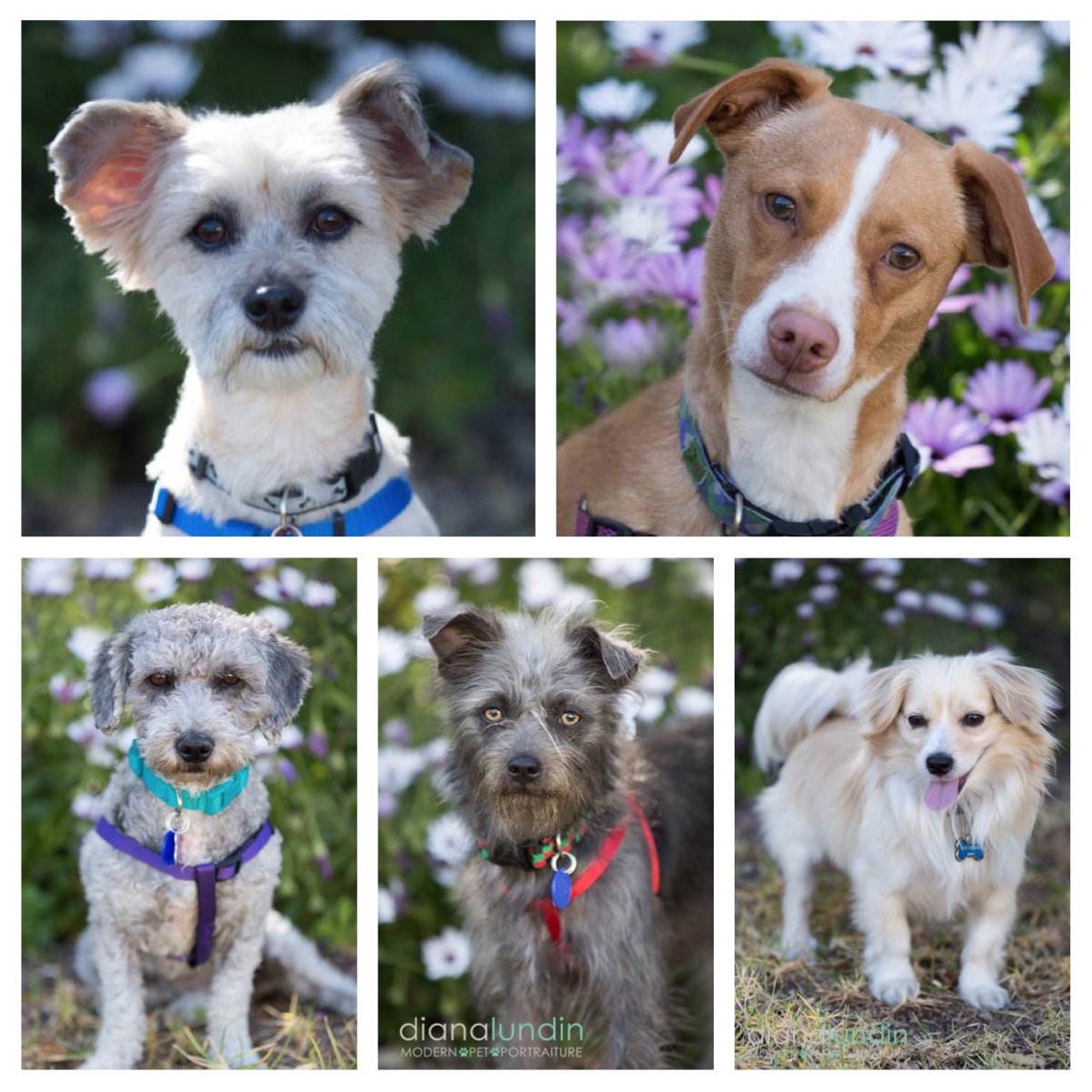 New Batch of Adorable Adoptables!