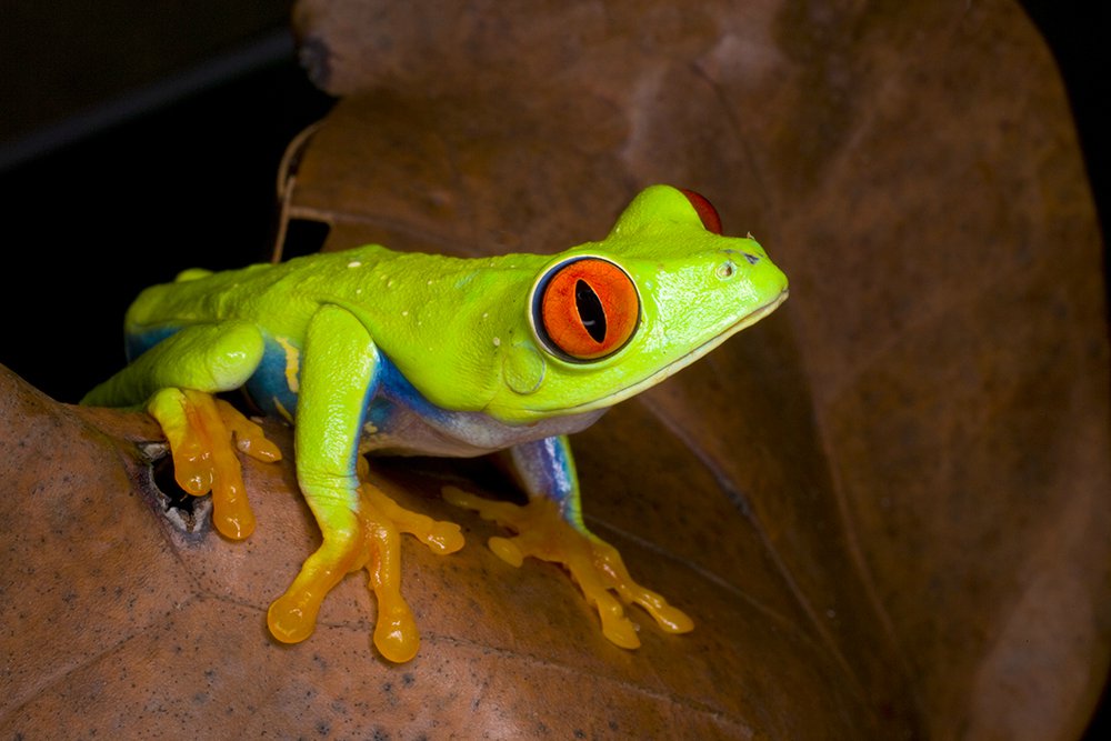 Lovable Frogs - Jim Zuckerman photography & photo tours