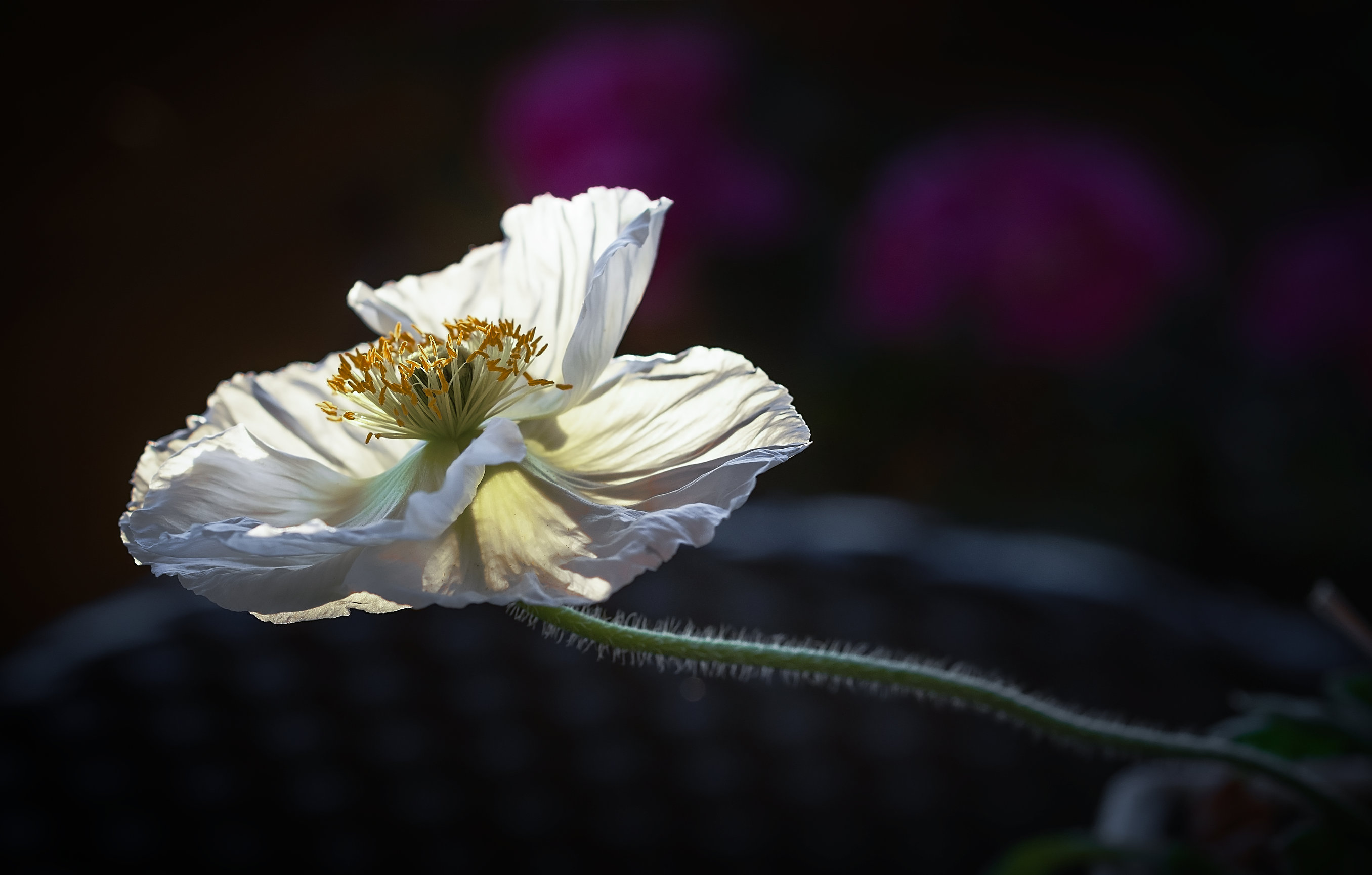 HOME - Steven Kaye Photography
