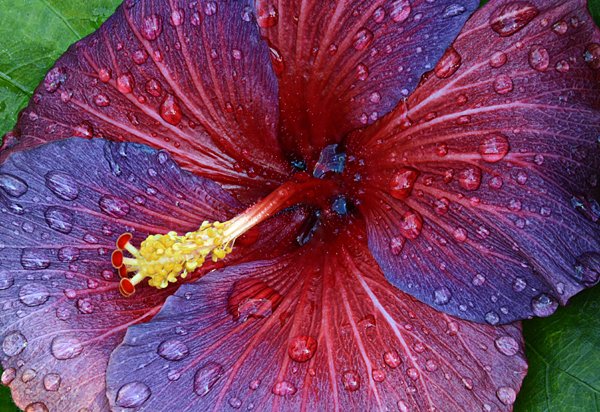 Flowers by Mike Moats | Award Winning Macro Photographer | Sterling, MI