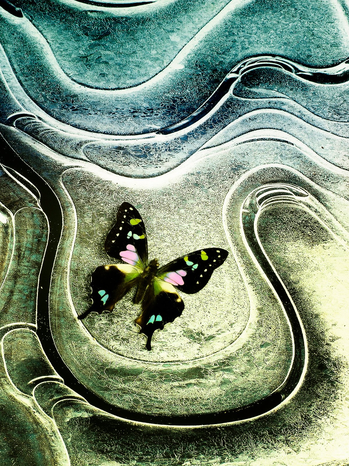 Critters by Mike Moats | Award Winning Macro Photographer | Sterling, MI