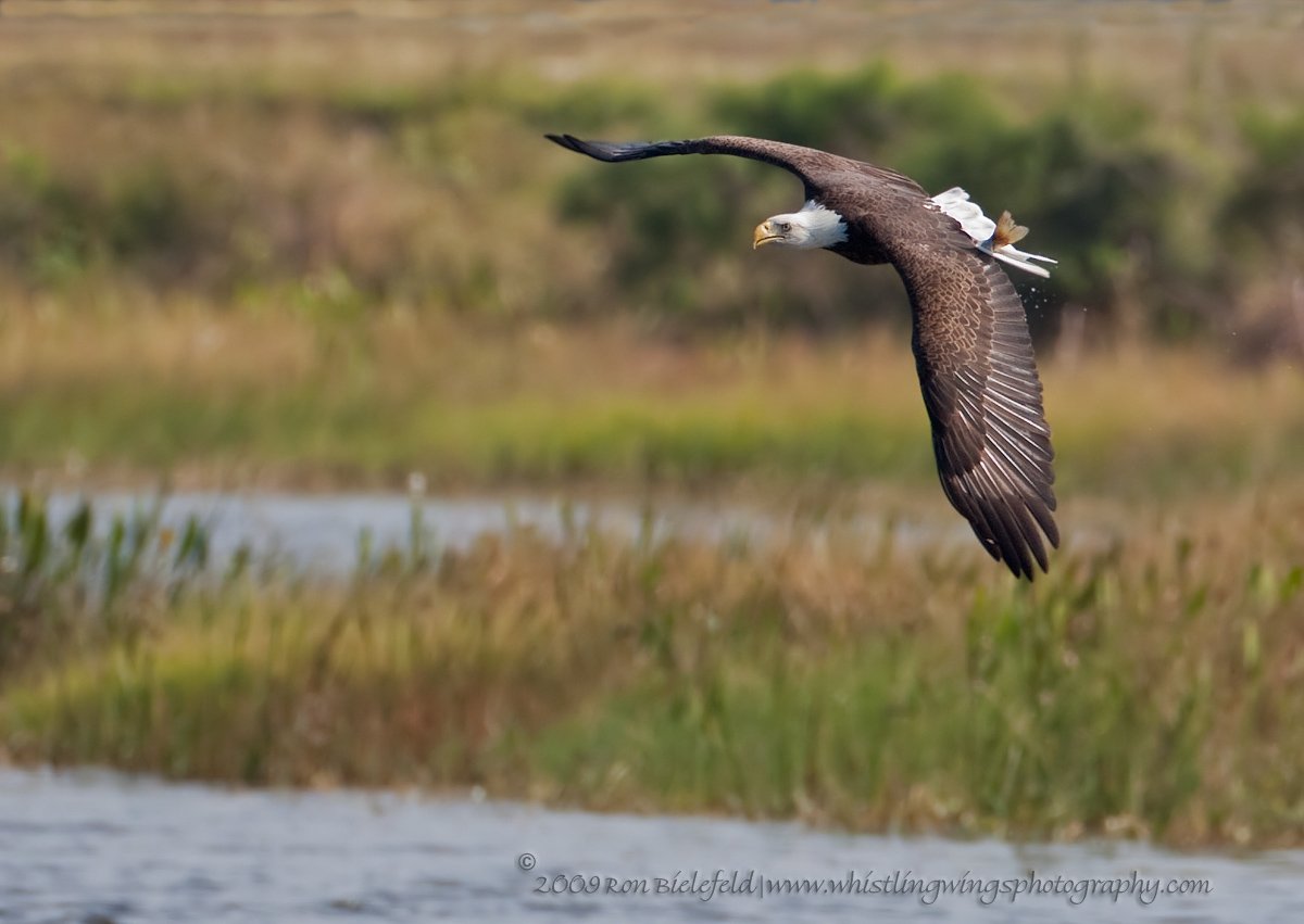 Raptors - Whistling Wings Photography