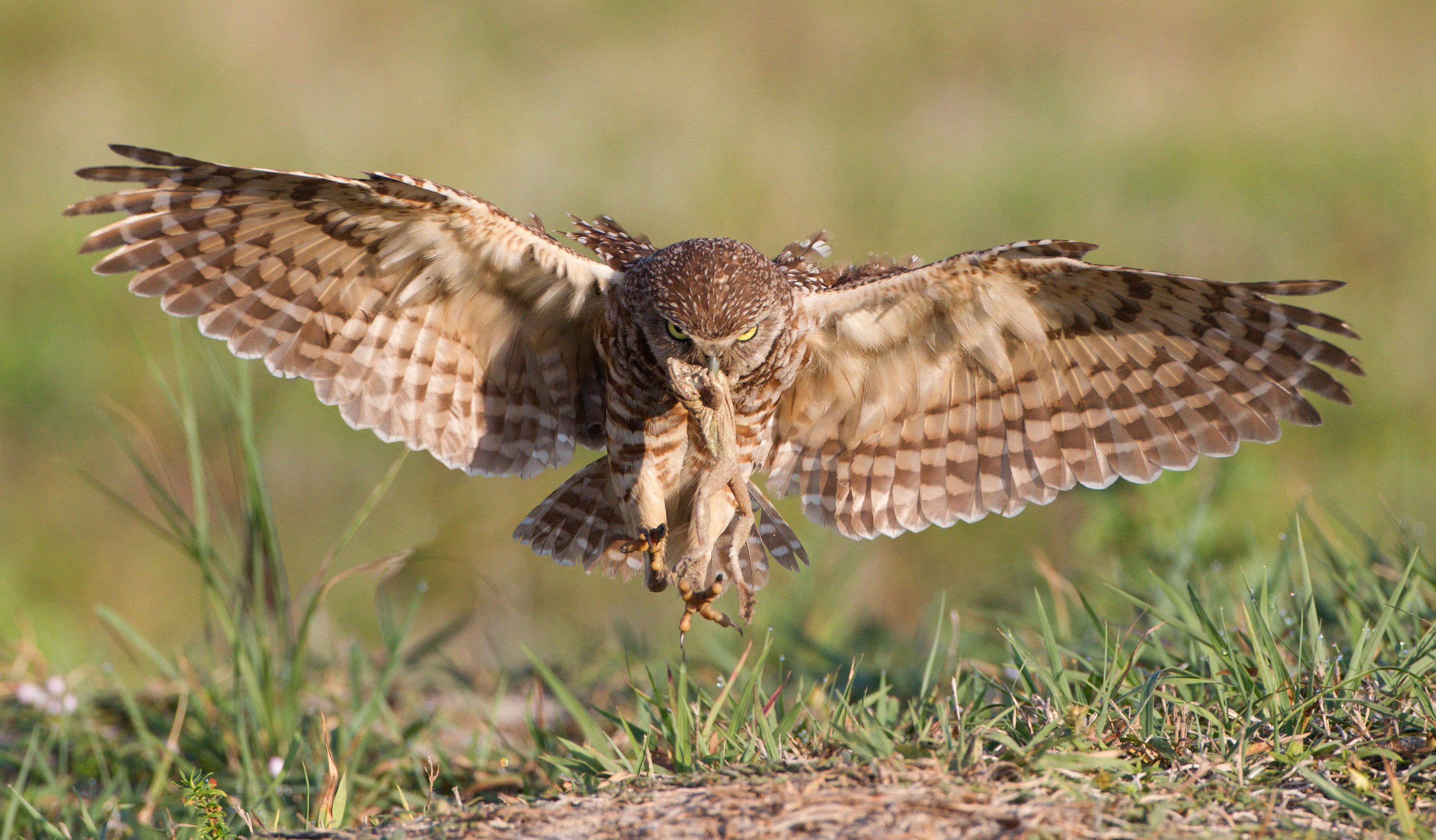 Burrowing Owls - Whistling Wings Photography