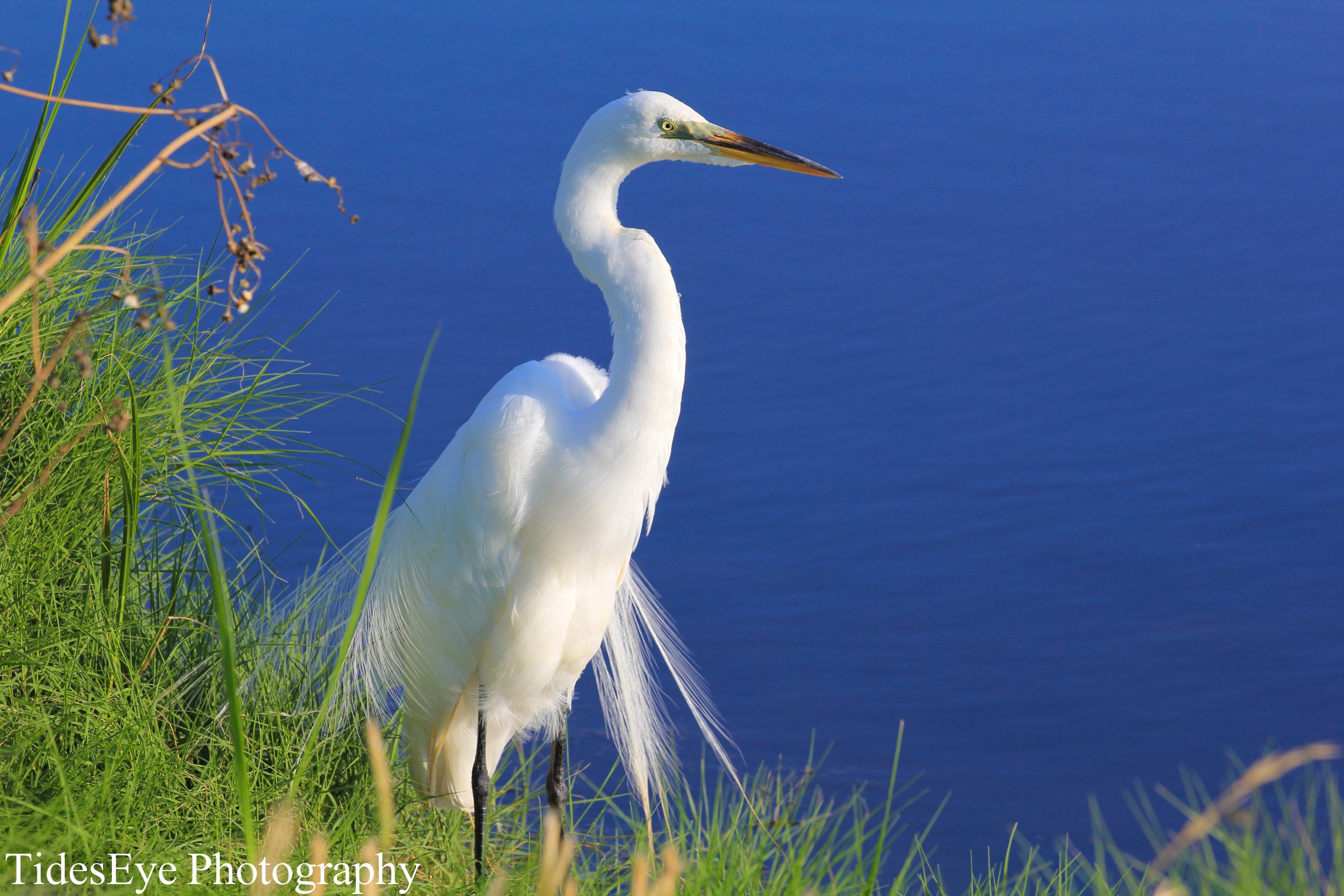 LANDSCAPES/NATURE - Tides Eye Photography