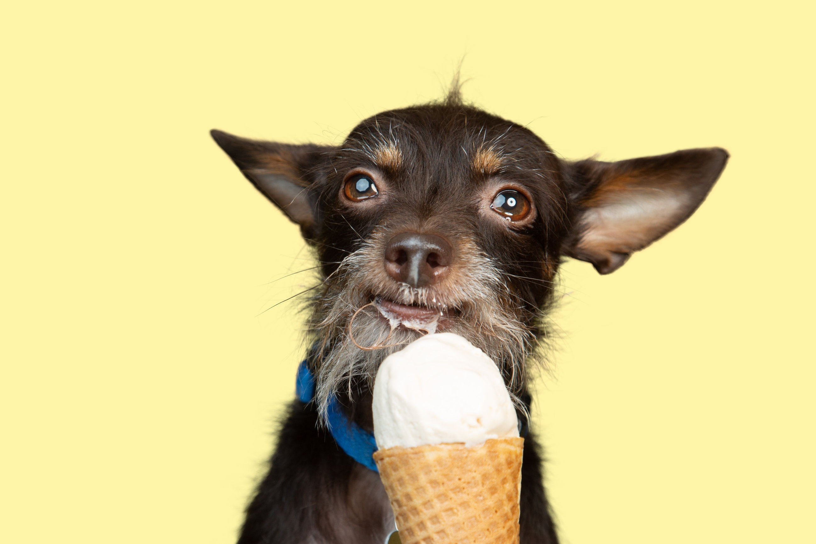 DOGS VS ICE CREAM - Los Angeles Pet Photography of Diana Lundin
