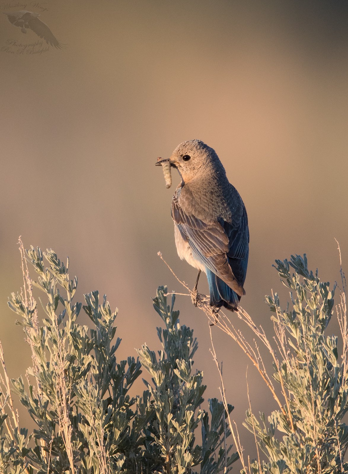 Songbirds - Whistling Wings Photography