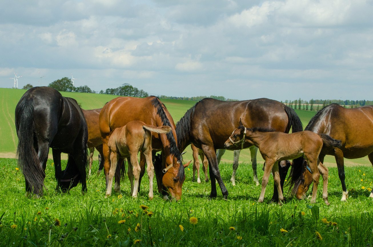 Stallion and Mare Reproduction