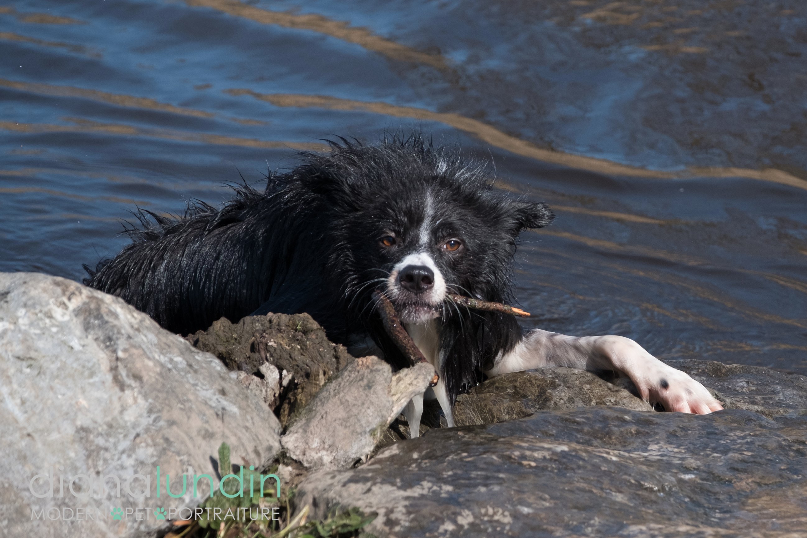 The Swimming Border Collie of Ross Castle