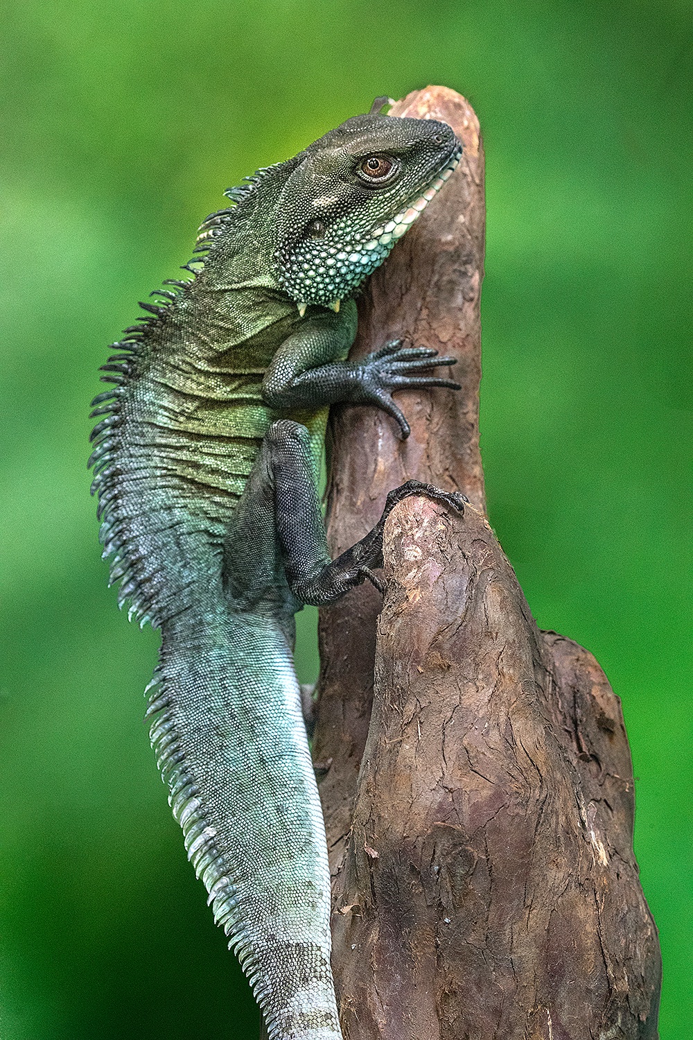 Reptiles and Other Exotics - Jim Zuckerman photography & photo tours