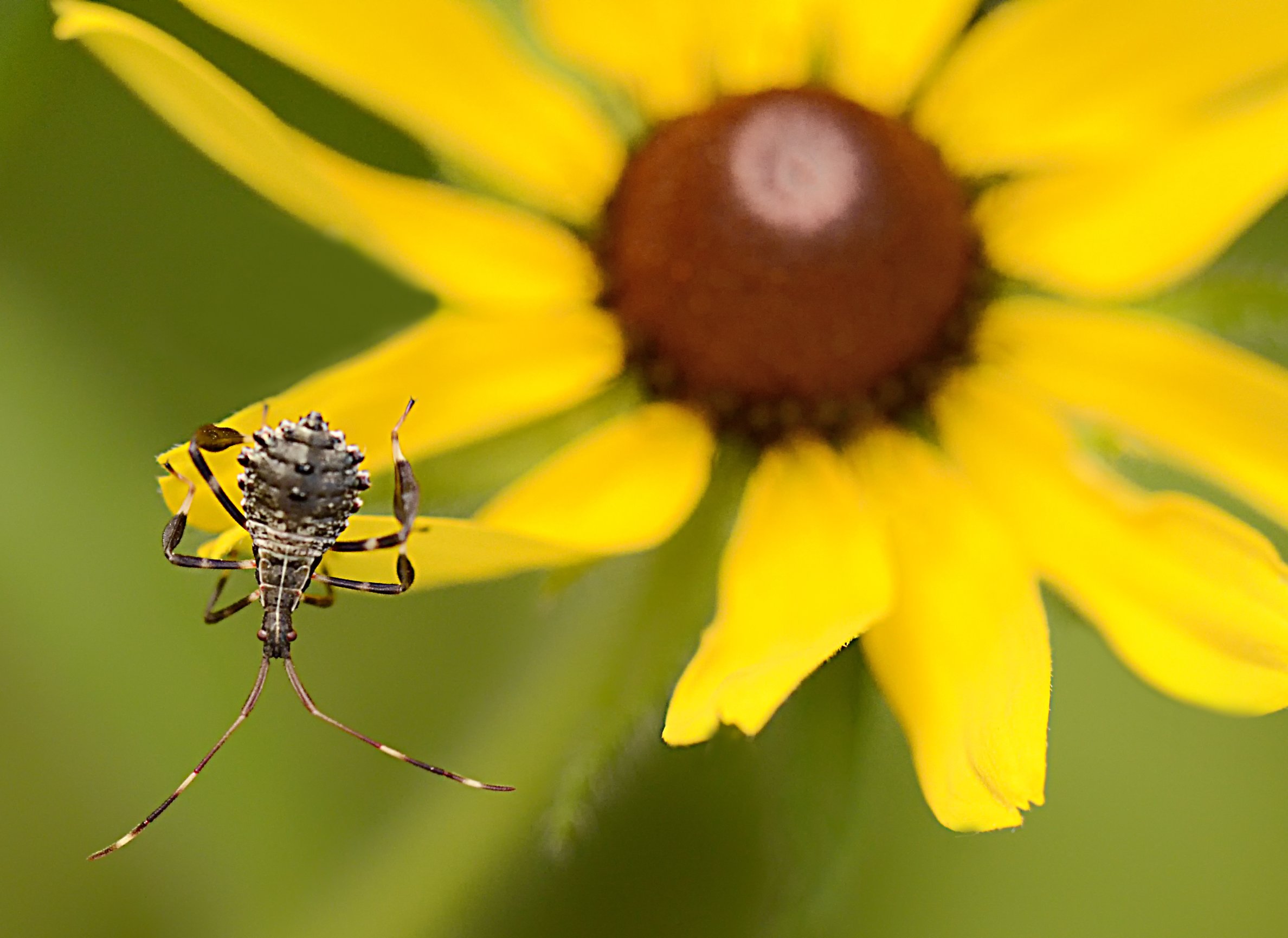 Critters by Mike Moats | Award Winning Macro Photographer | Sterling, MI