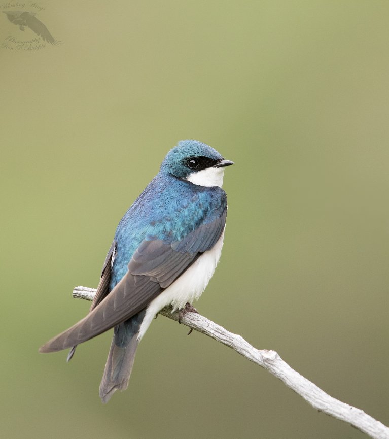 Songbirds - Whistling Wings Photography