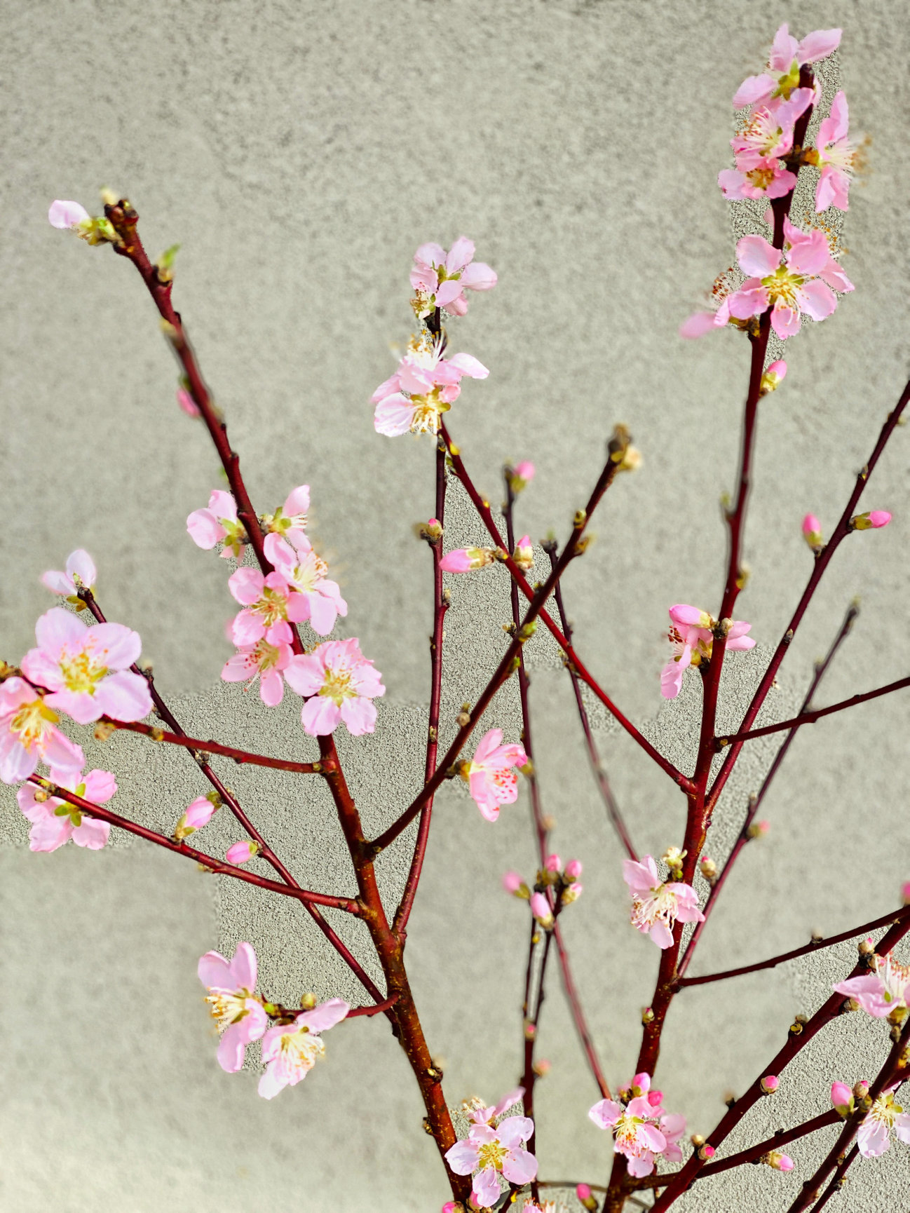 Blooming Branches - Charleston Flower Market