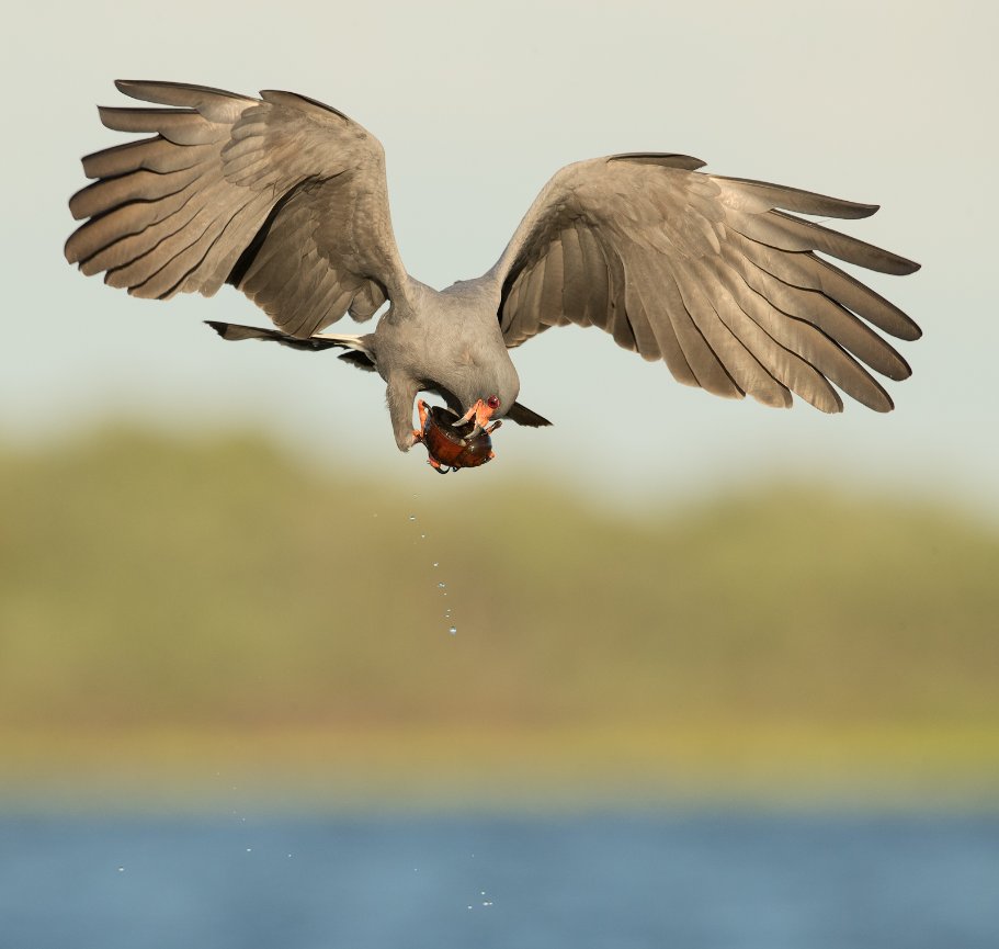 Snail Kites - Whistling Wings Photography