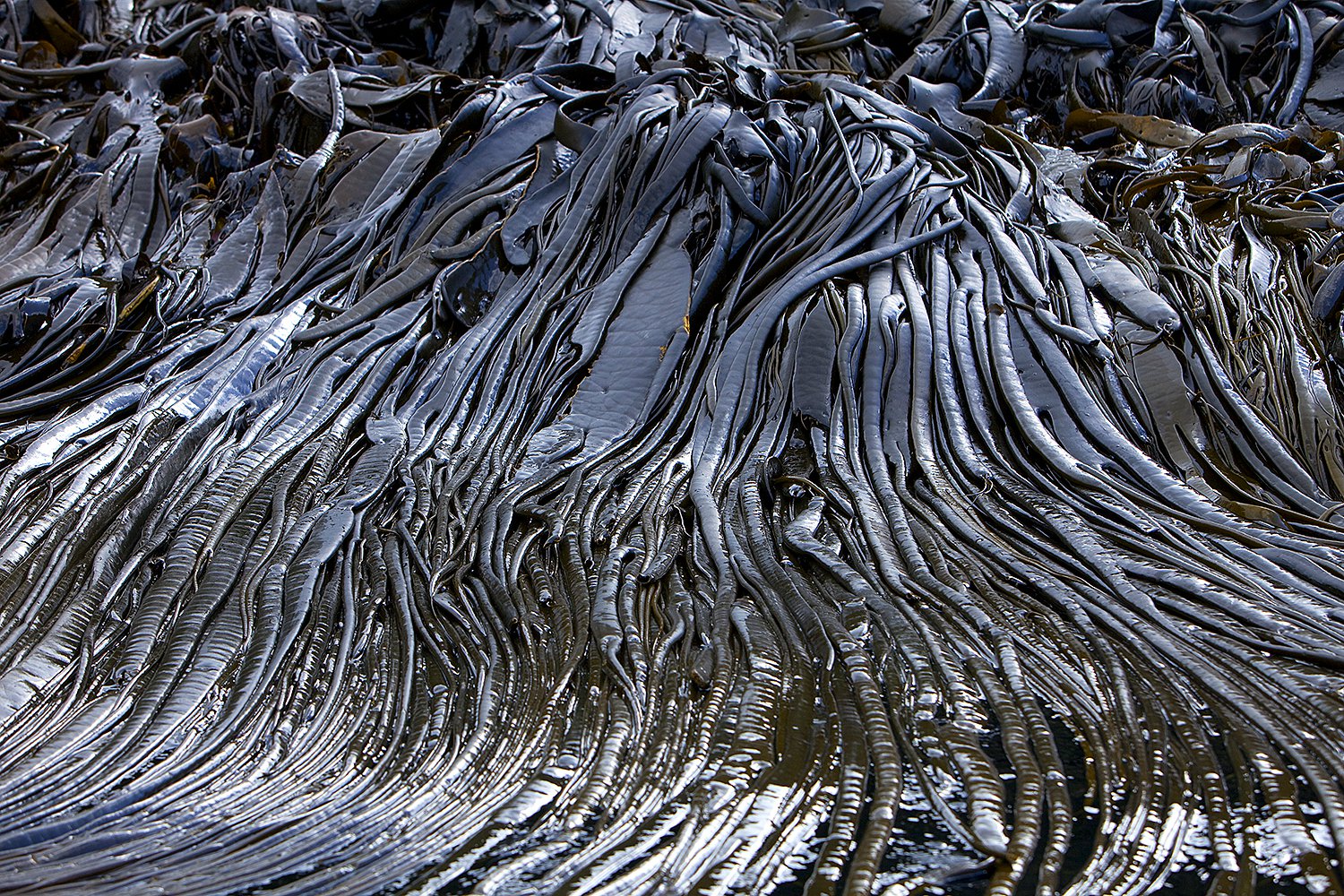 Patterns of Nature - Jim Zuckerman photography & photo tours