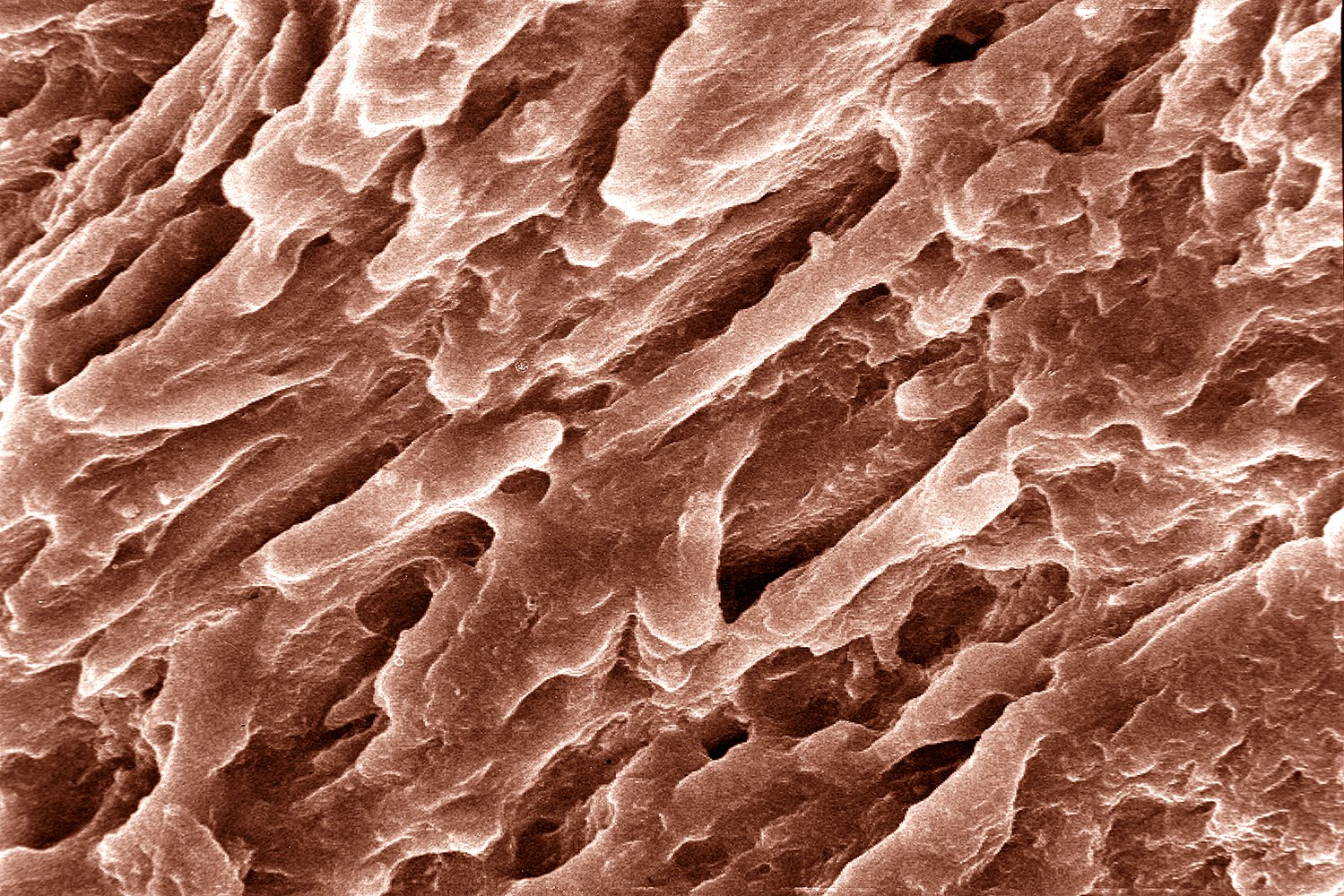 Scanning Electron Microscope - Jim Zuckerman photography & photo tours