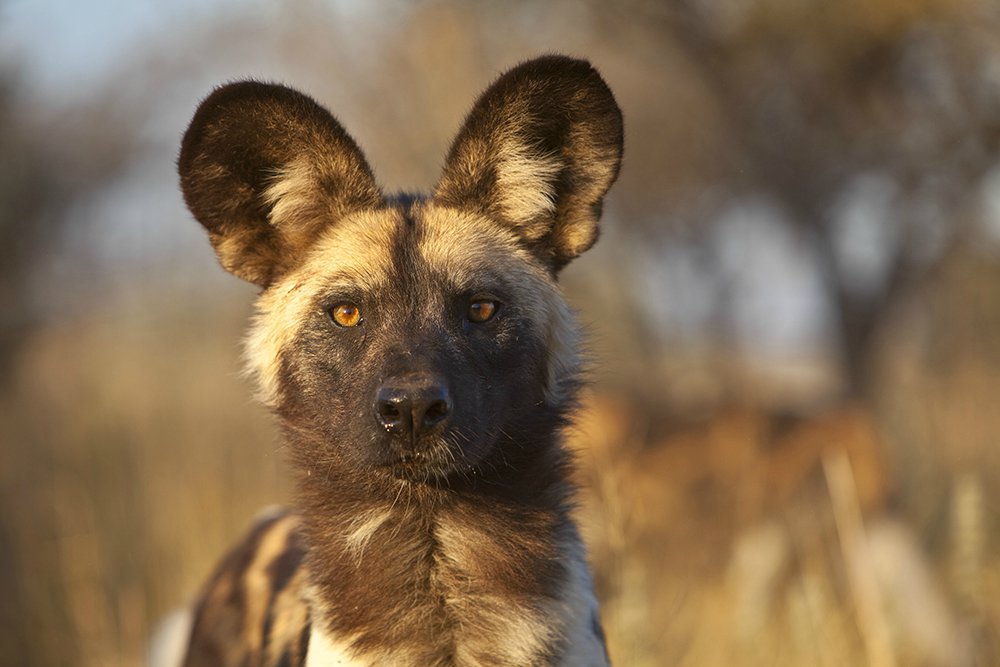 Wild dogs - Jim Zuckerman photography & photo tours