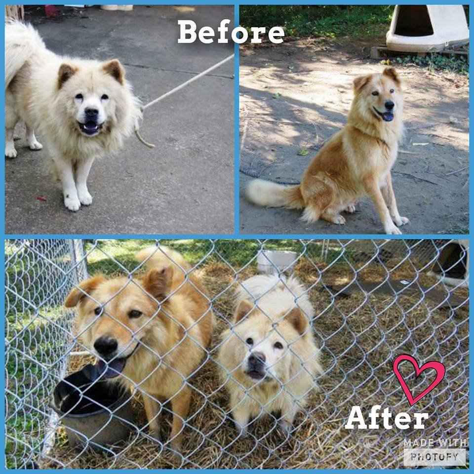Our Kennel Kru Dogs - Break the Chain Kennel Kru