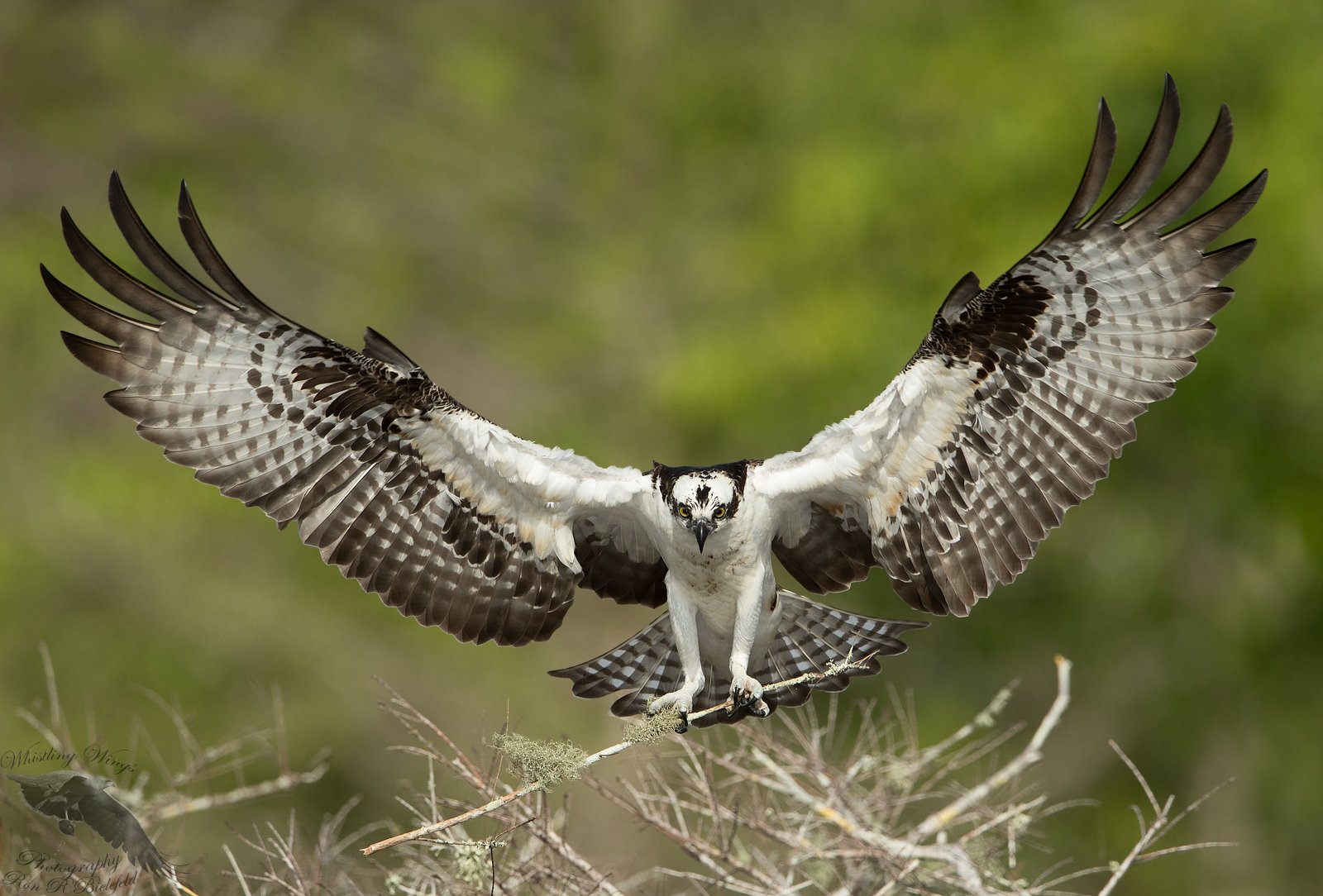 Raptors - Whistling Wings Photography