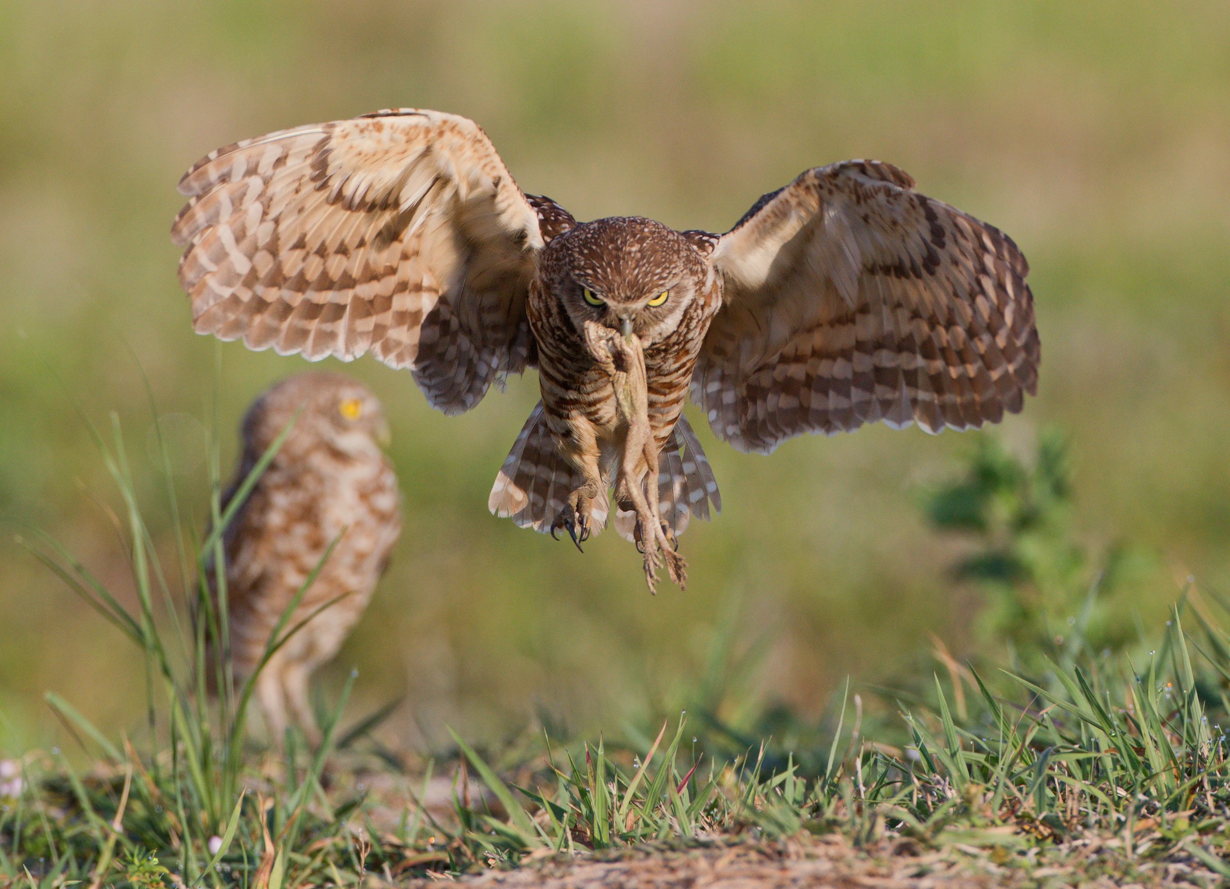 Burrowing Owls - Whistling Wings Photography