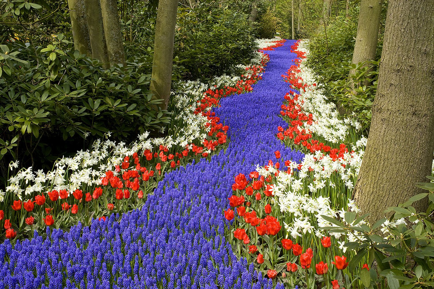 Keukenhof Gardens - Jim Zuckerman photography & photo tours