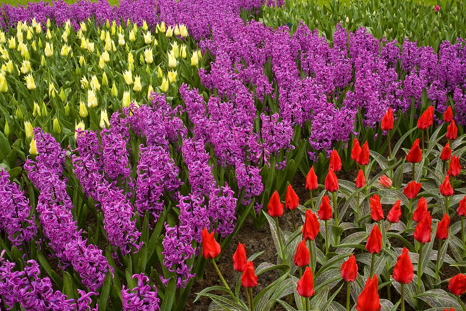 Keukenhof Gardens - Jim Zuckerman photography & photo tours