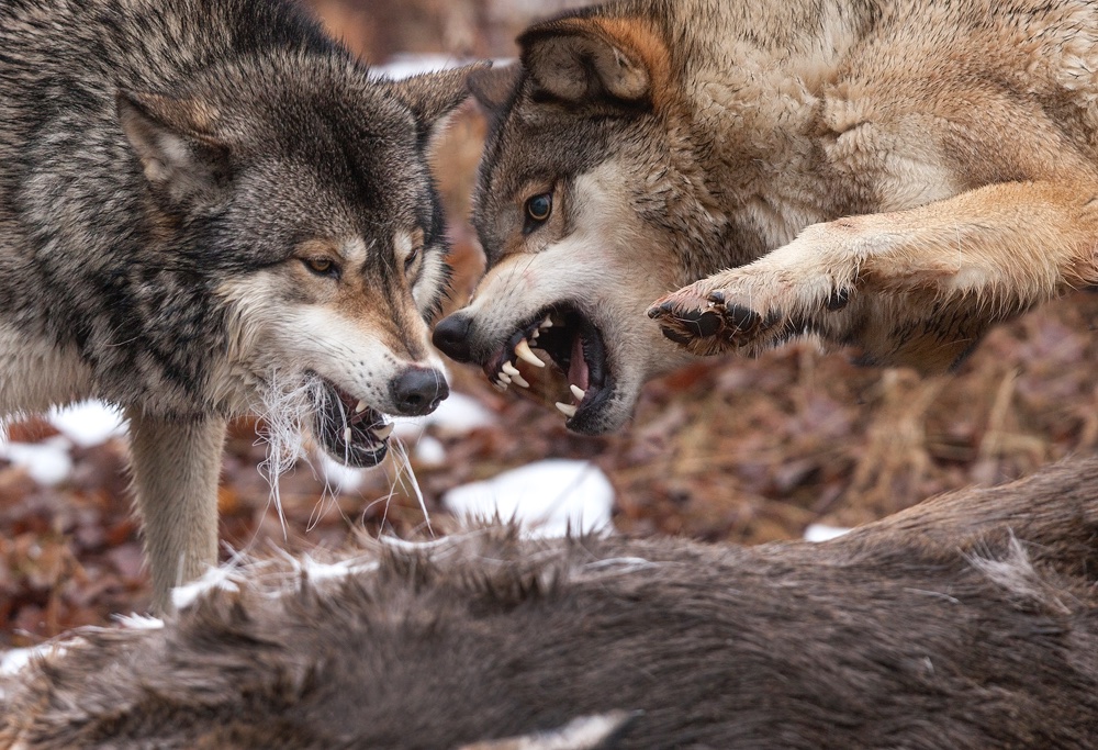 Fast shutter speeds - Jim Zuckerman photography & photo tours