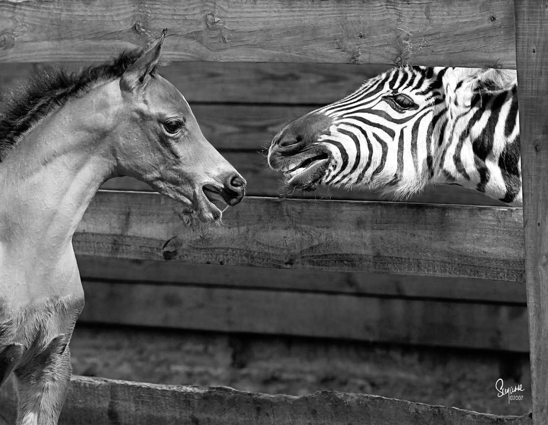 contact us - EQUINE PHOTOGRAPHY by SUZANNE, Inc.