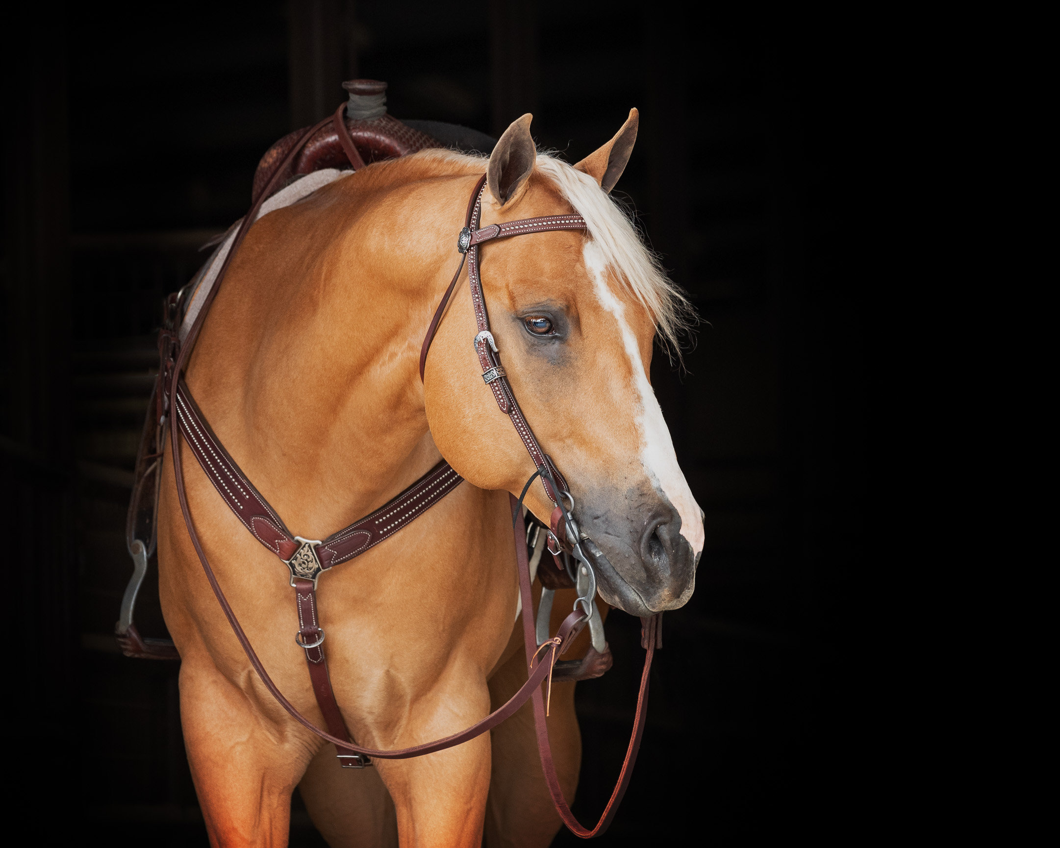 Dallas TX Equine & Equestrian Gallery | Penny Whistle Photography