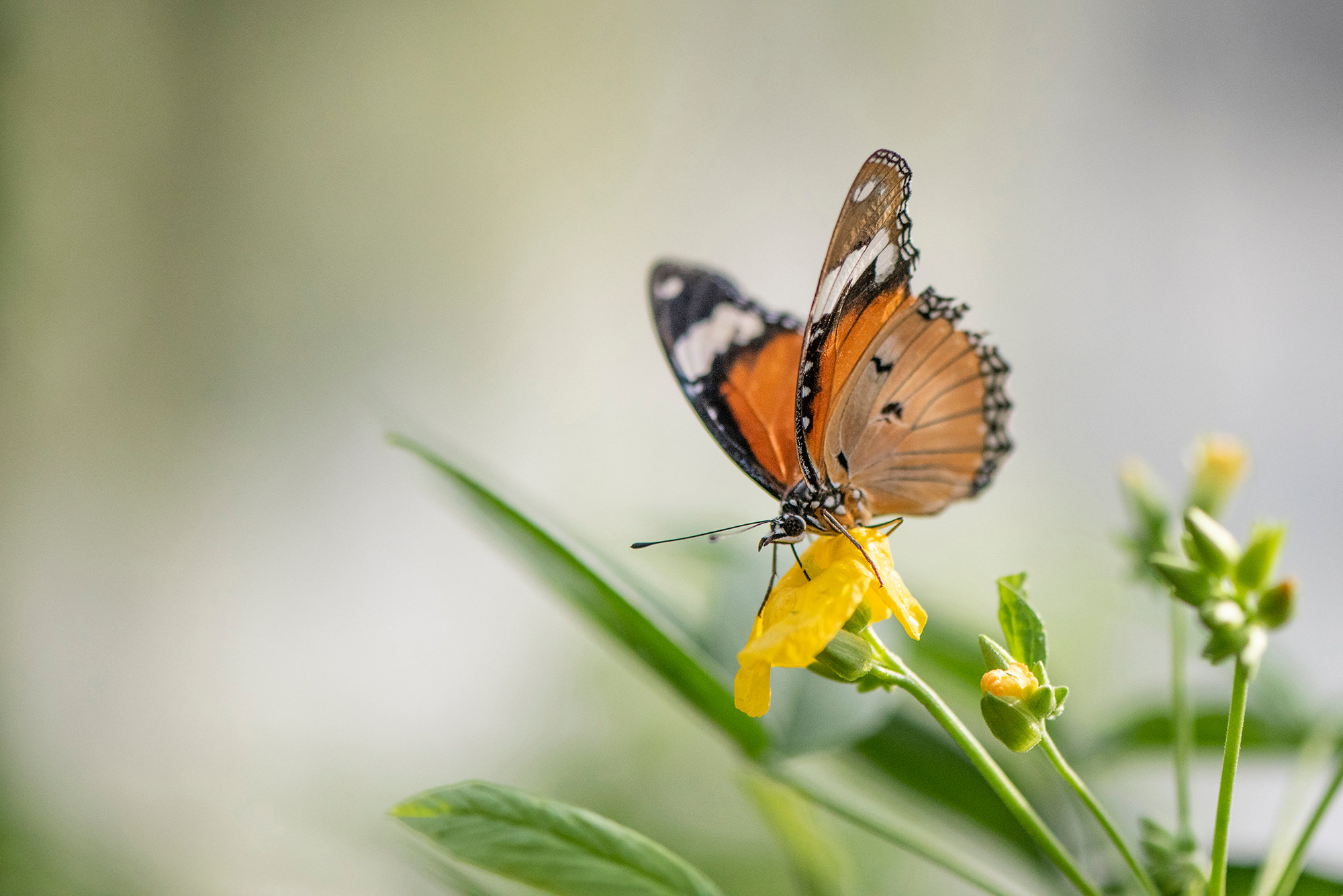 NATURE GALLERY | Susan Phelps Photography | WOKINGHAM