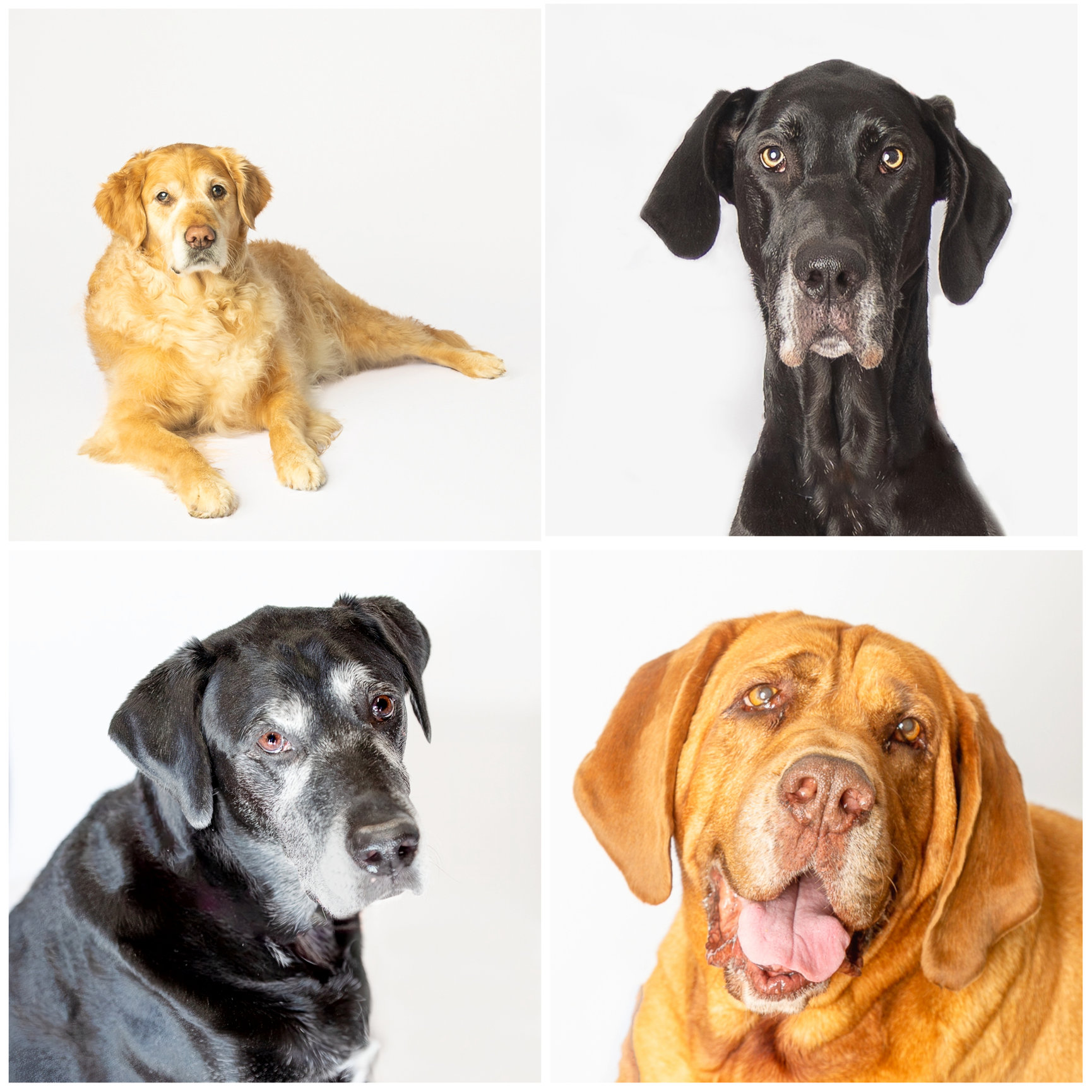 EMBRACING A NEW BEGINNING: THE JOY AND REWARD OF ADOPTING A SENIOR DOG ...