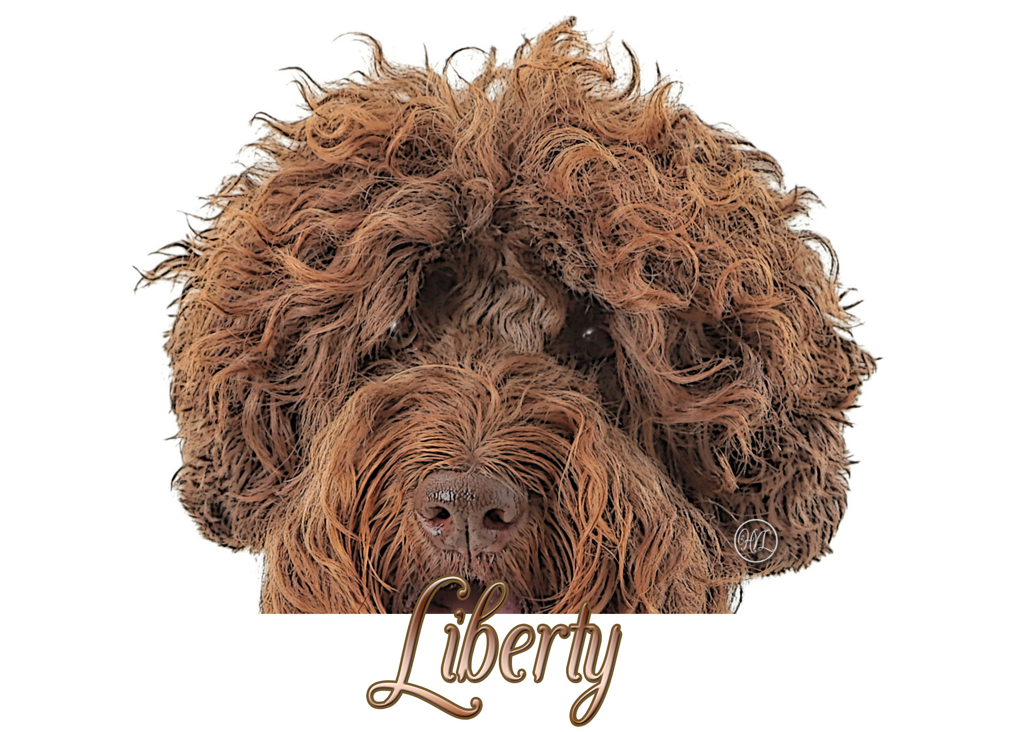 Ohio Labradoodle Puppies | Heritage Manor Australian Labradoodles