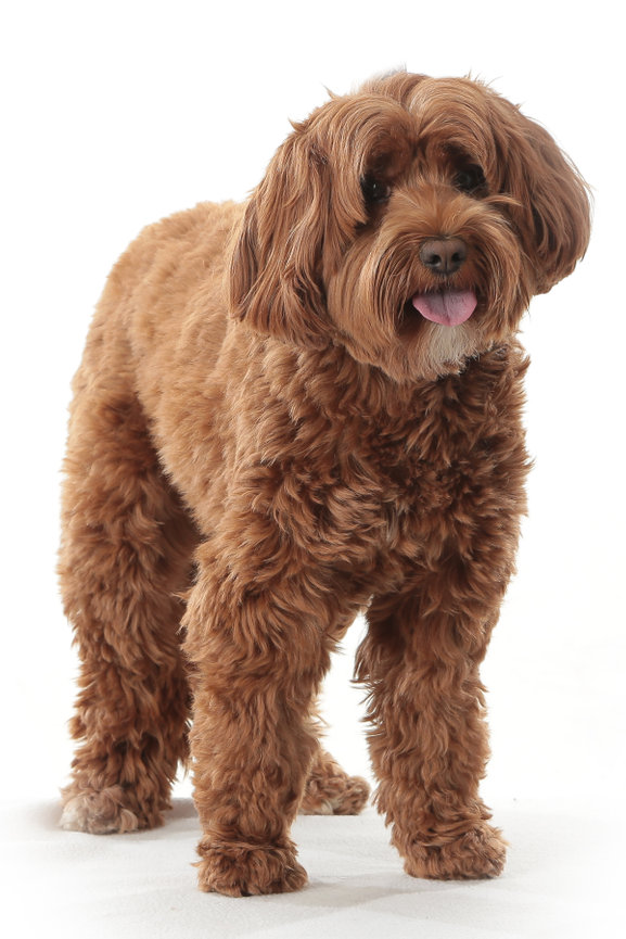 Ruby - Heritage Manor Labradoodles