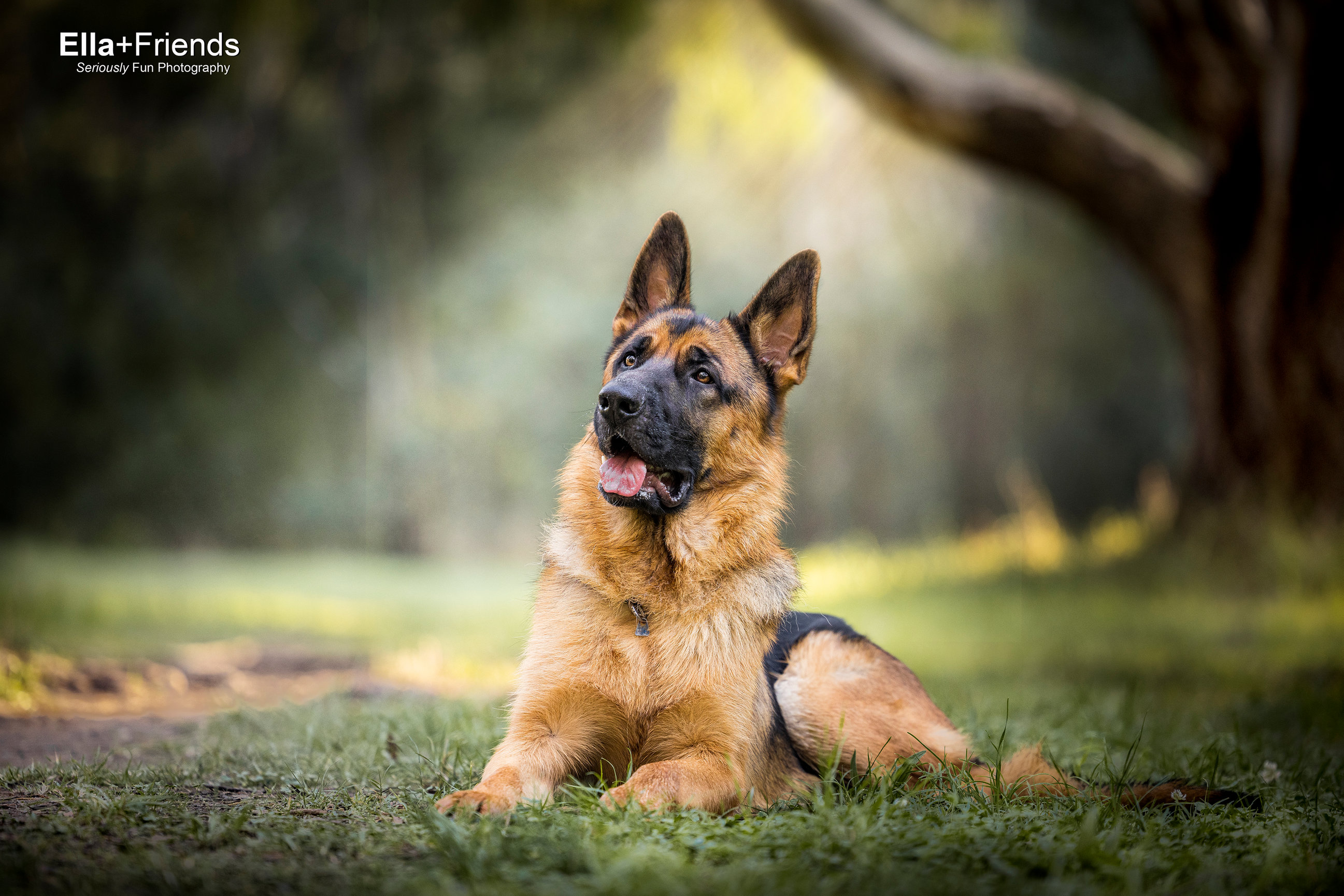 Darebin Parklands - A Top Spot for Dog Photography in Melbourne - Ella ...