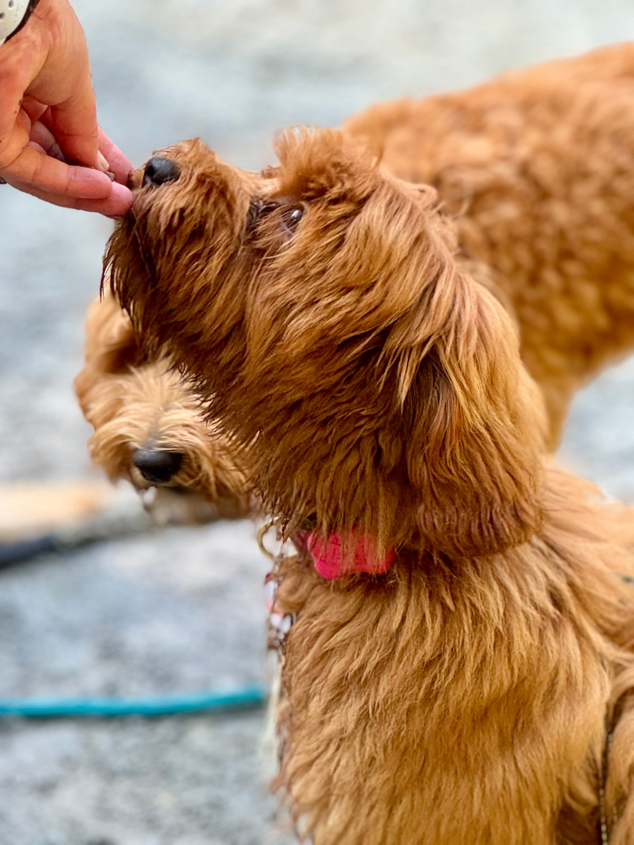 Understanding Service, Therapy, and Emotional Support Dogs and the ADA ...