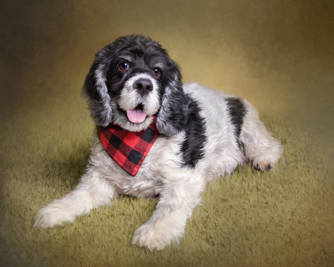 digital paintings - Erica Lane Photography - Rapid City's Premiere Pet ...