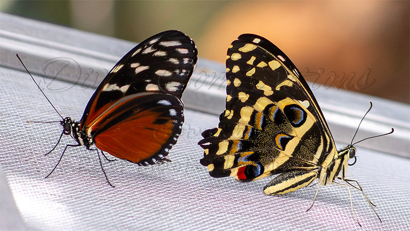 Let's Be Candid: Resolving Differences