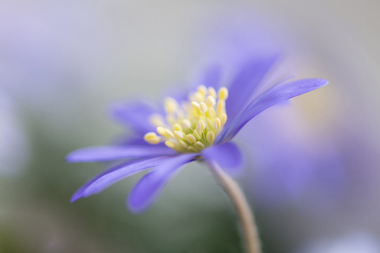 HOME | Susan Phelps Fine Art Flower PHOTOGRAPHY | WOKINGHAM