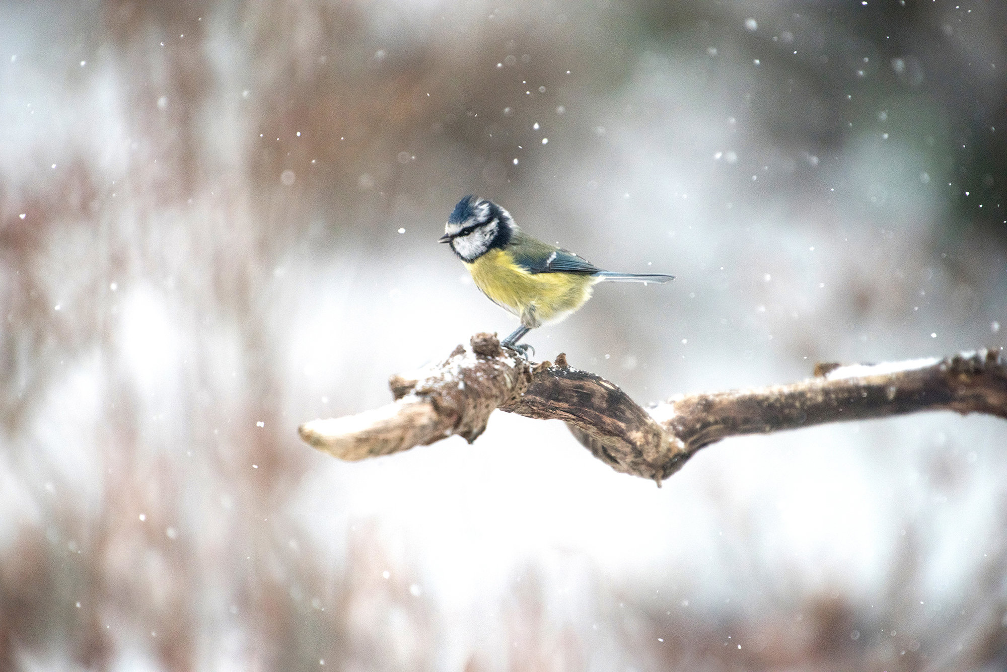 HOME | Susan Phelps Fine Art Flower PHOTOGRAPHY | WOKINGHAM
