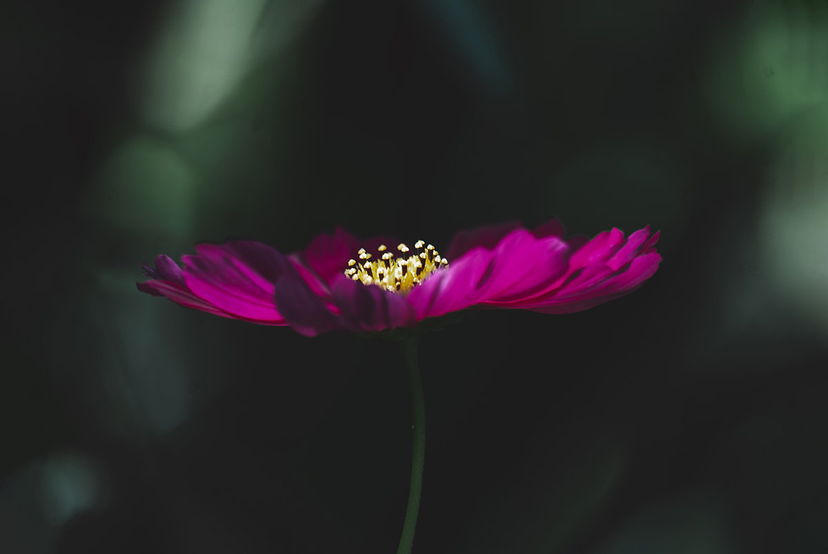 HOME | Susan Phelps Fine Art Flower PHOTOGRAPHY | WOKINGHAM