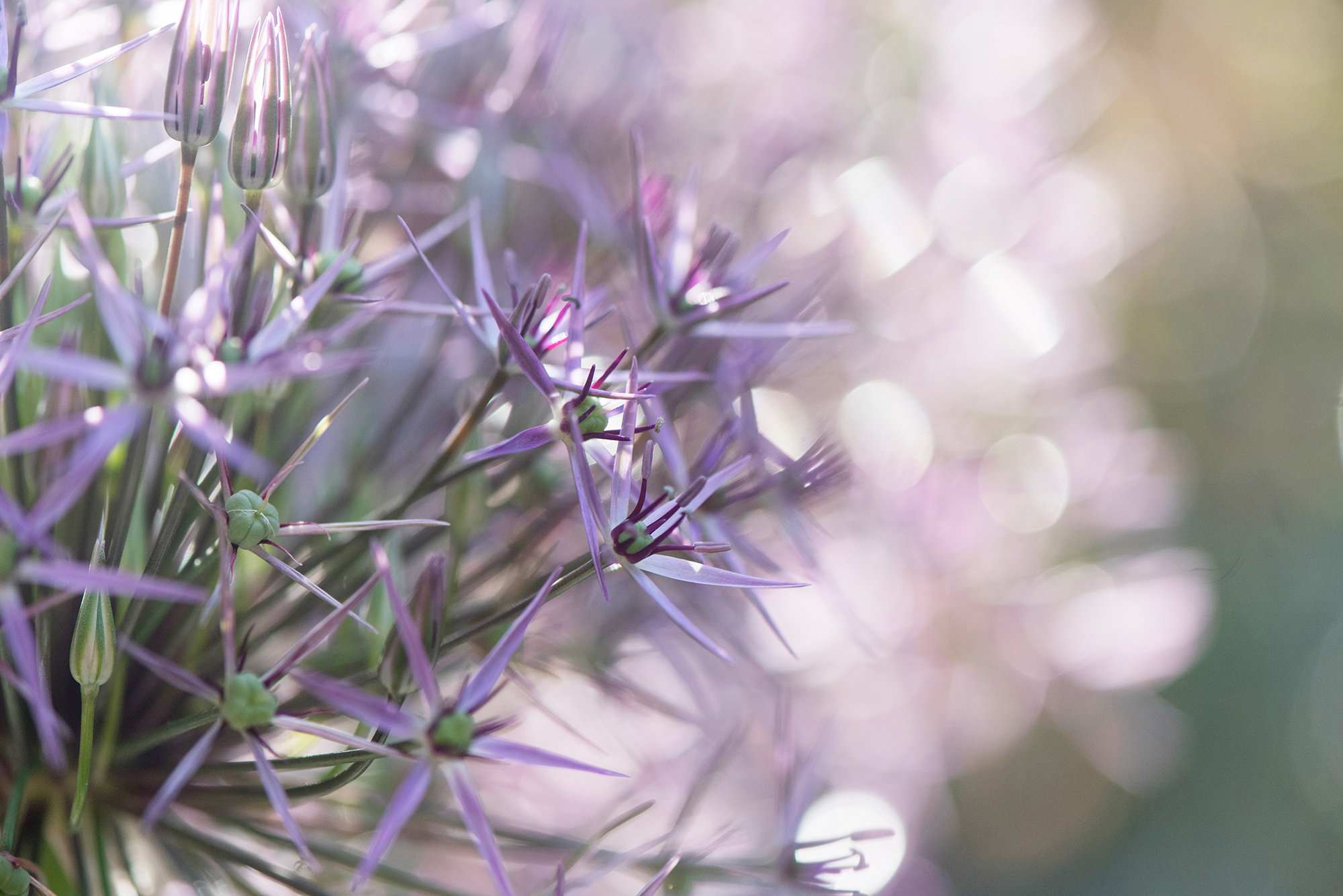 HOME | Susan Phelps Fine Art Flower PHOTOGRAPHY | WOKINGHAM