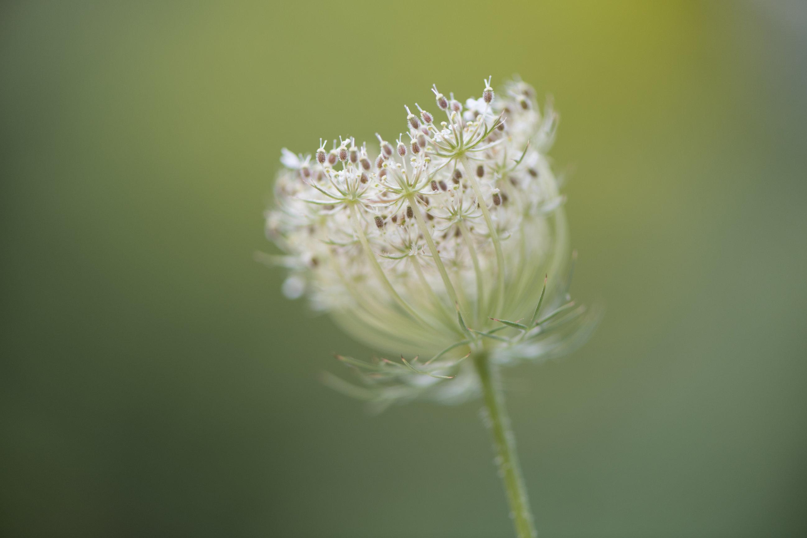 ABOUT | Susan Phelps Photography | Wokingham