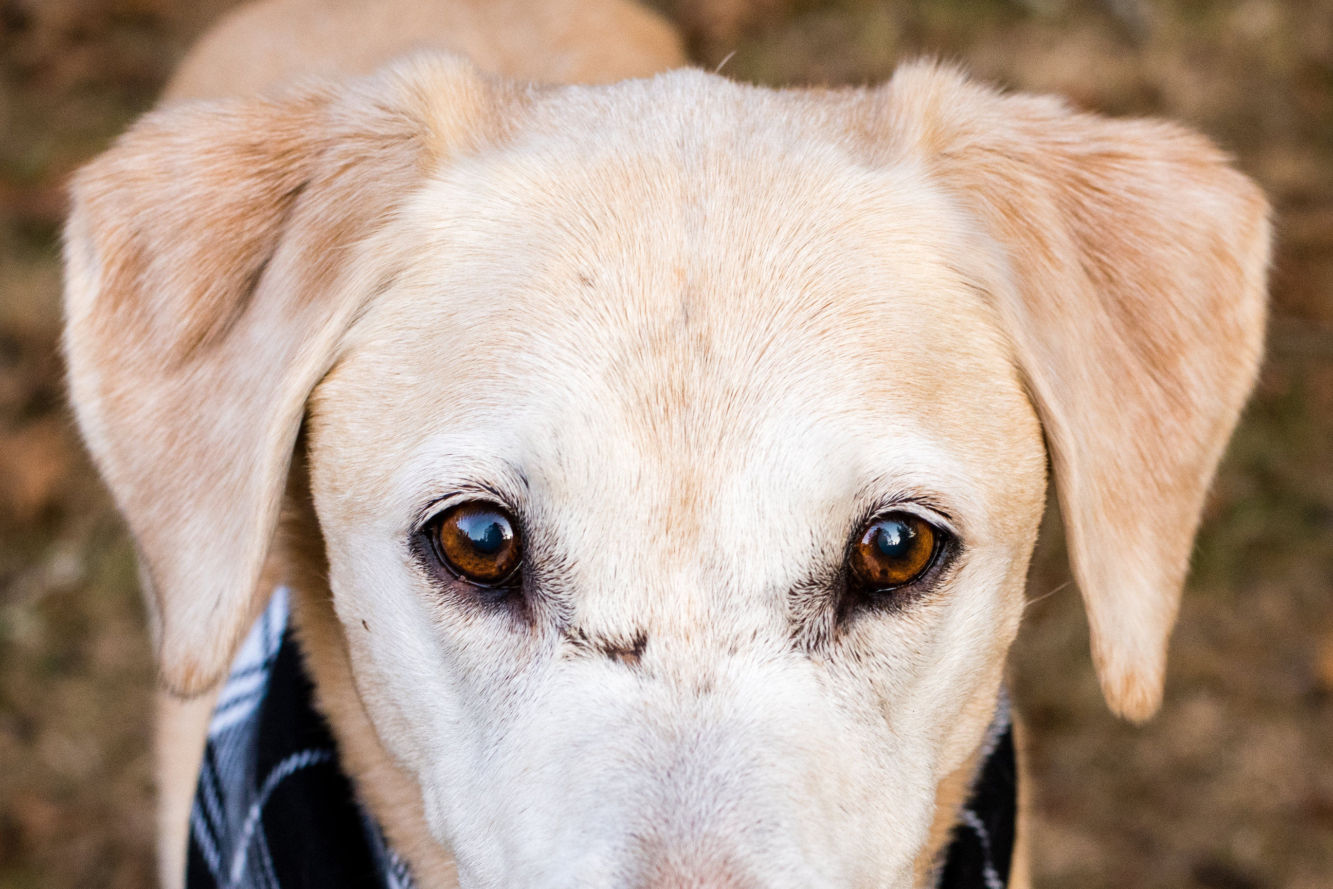 Pawspiration: Five Authentic Poses for Genuine Pet Portraits