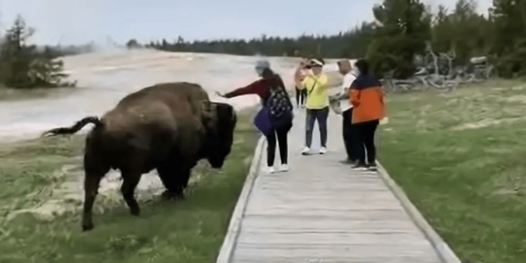 Do's and Don'ts of Photographing Wildlife in the National Parks ...